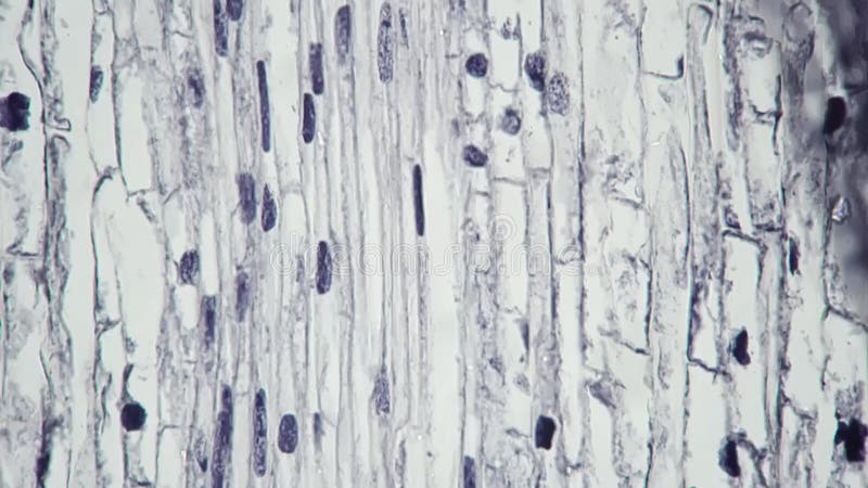 Microscopic Slide of Allium Cepa Root Tip in Longitudinal Section 400x ...