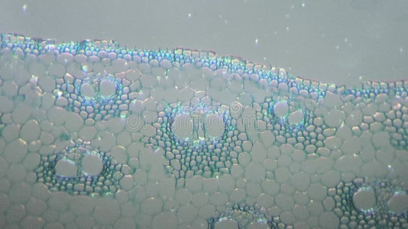 Stem of Monocotyledon Transversal Section Cut Under the Microscope 200x ... Stem of Monocotyledon Transversal Section Cut Under the Microscope 200x ...