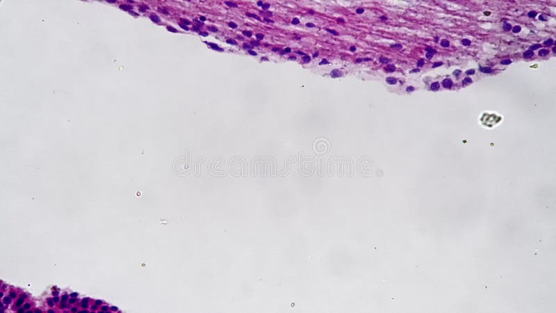 Microscopic 400x Image of Human Skin with Sweat Glands Against Bright ...