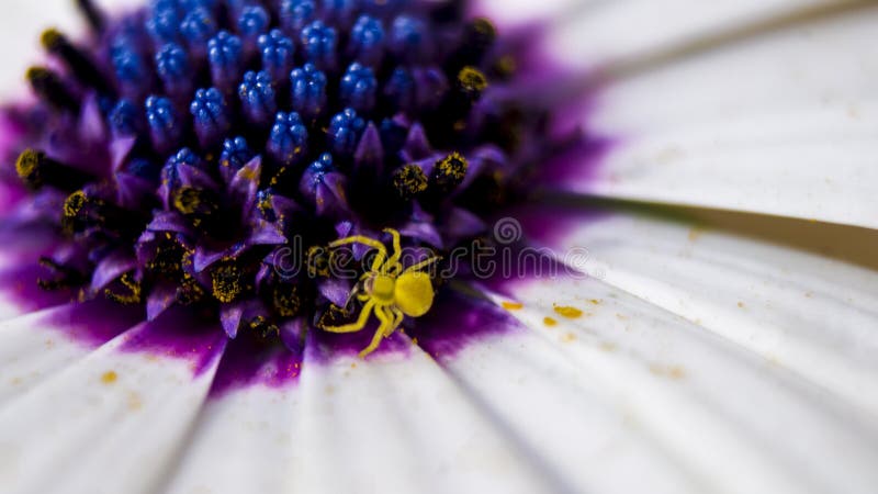 Microscopic spider stock photo. Image of colorful, close - 225635276