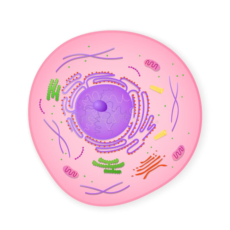 Cytoplasm Clipart
