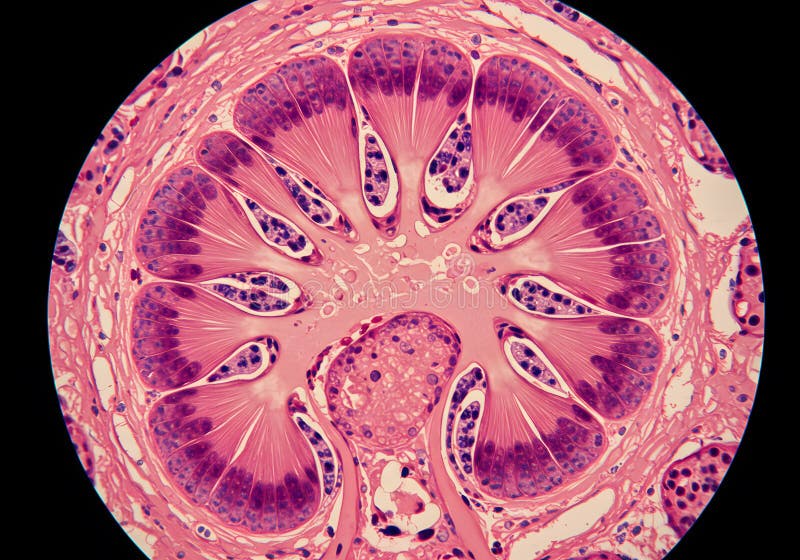 Microscopic Tissue Section Analysis Stock Illustration - Illustration ...