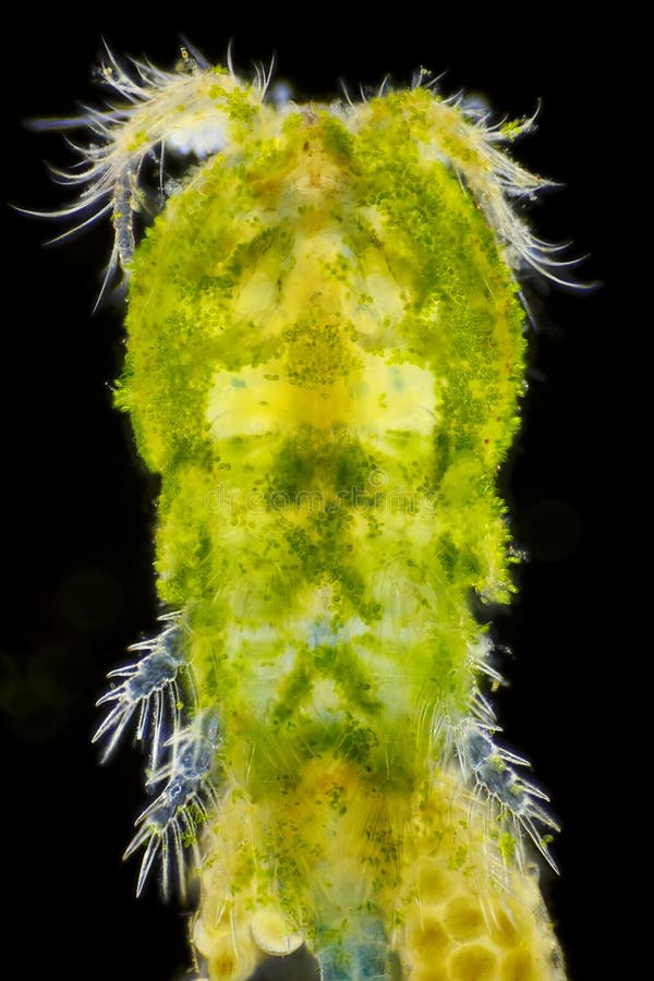 Freshwater Copepod (Cyclops) Stock Image - Image of microscope ...