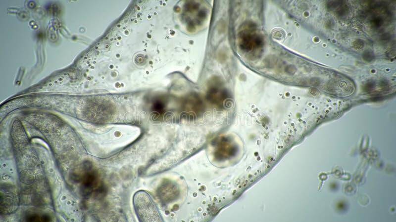Microscopic View of an Amoeba with Cellular Structures Stock Footage ...