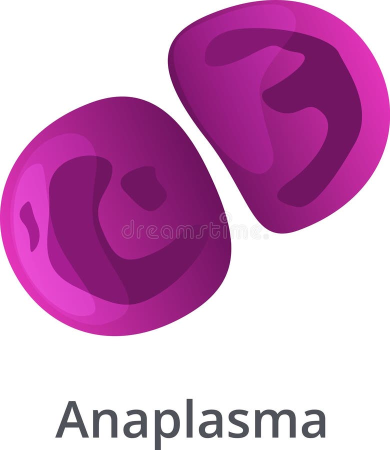 Microscopic View of Anaplasma Phagocytophilum, a Bacterium Invading Red ...