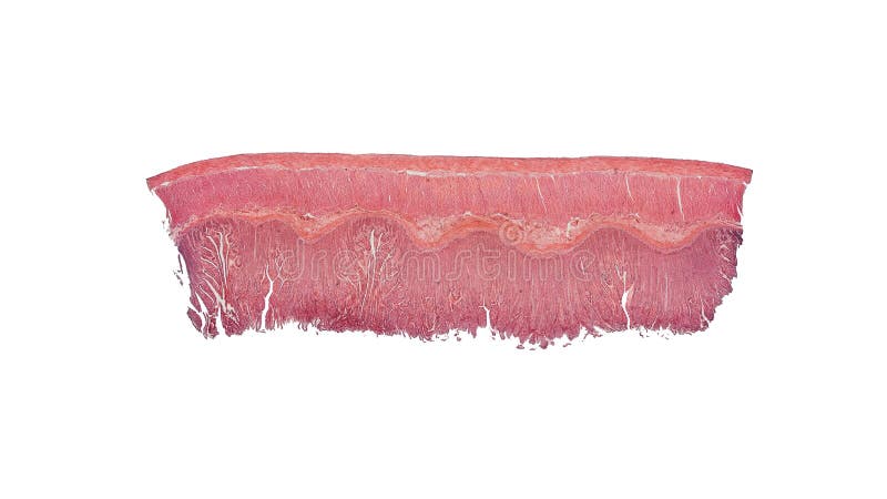 Cross Section Cut Under the Microscope â€“ Microscopic View of Animal ...