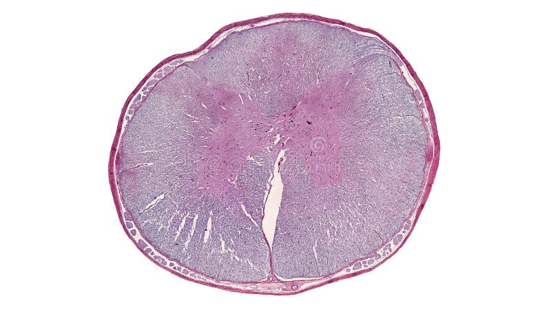 Cross Section Cut Under the Microscope â€“ Microscopic View of Animal ...