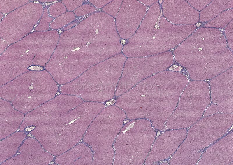 Top View Animal Food with Paw Print Animal Day Stock Image - Image of ...