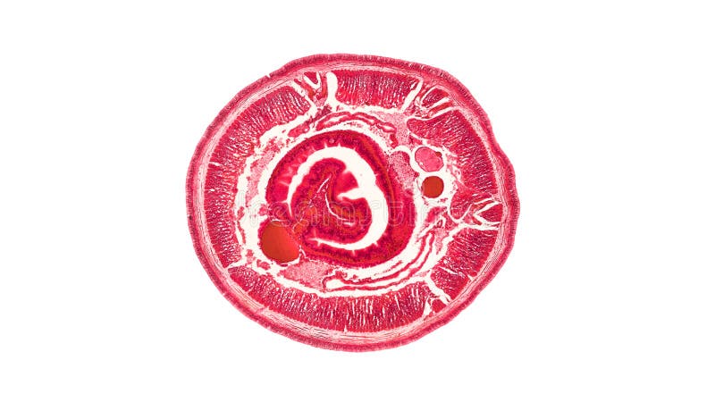 Cross Section Cut Under the Microscope â€“ Microscopic View of Animal ...