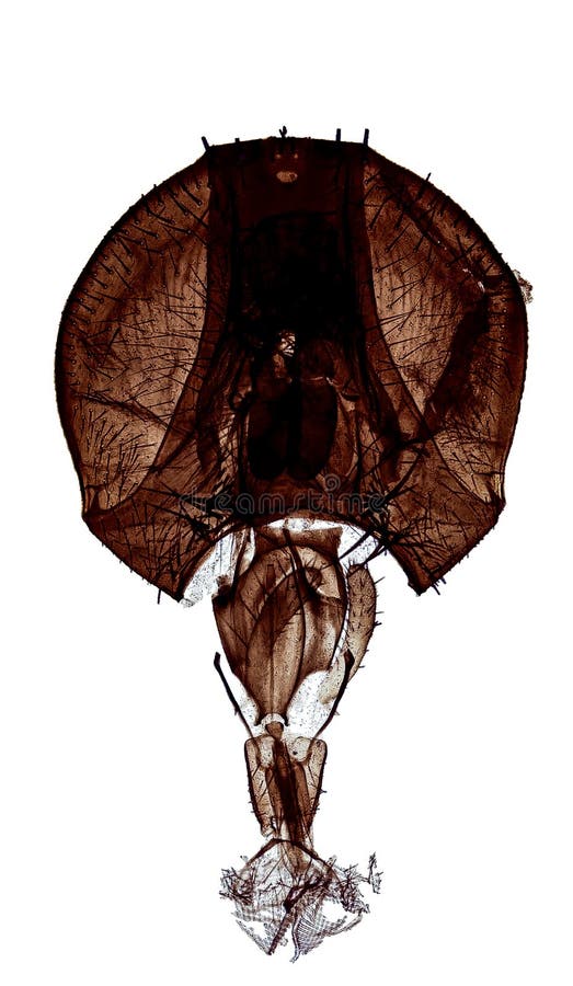 Cross Section Cut Under the Microscope â€“ Microscopic View of Animal ...