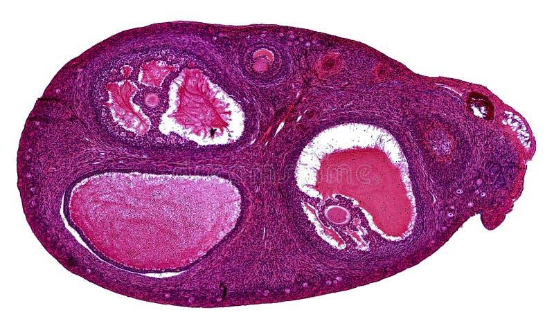 Cross Section Cut Under the Microscope – Microscopic View of Animal ...