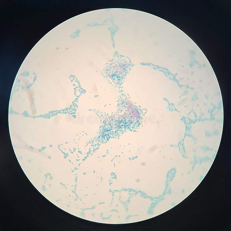 Microscopic View of Bacteria Stock Illustration - Illustration of micro ...