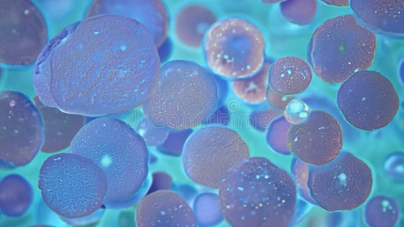 Microscopic View of Biological Cells Interacting with Each Other Stock ...