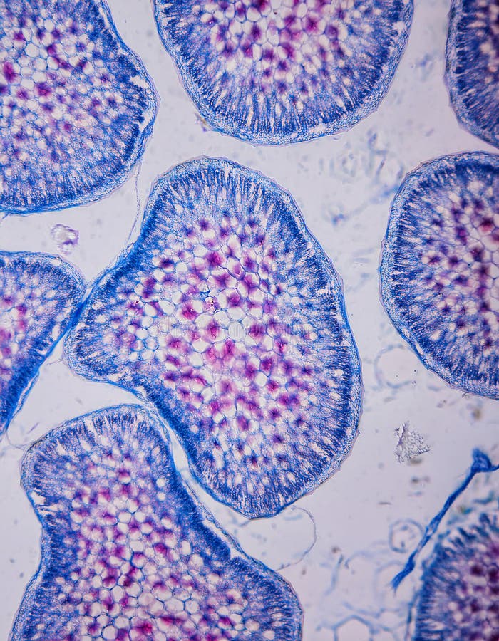 Microscopic View of a Biological Sample with Various Cells and ...