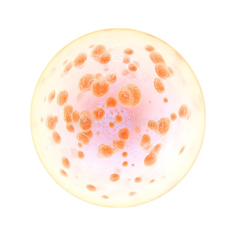Microscopic View of a Cell with Numerous Orange Vesicles Isolated on ...