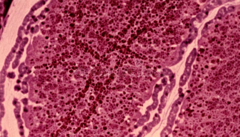 Microscopic View of a Cell Structure, Possibly a Tissue Section Under a ...