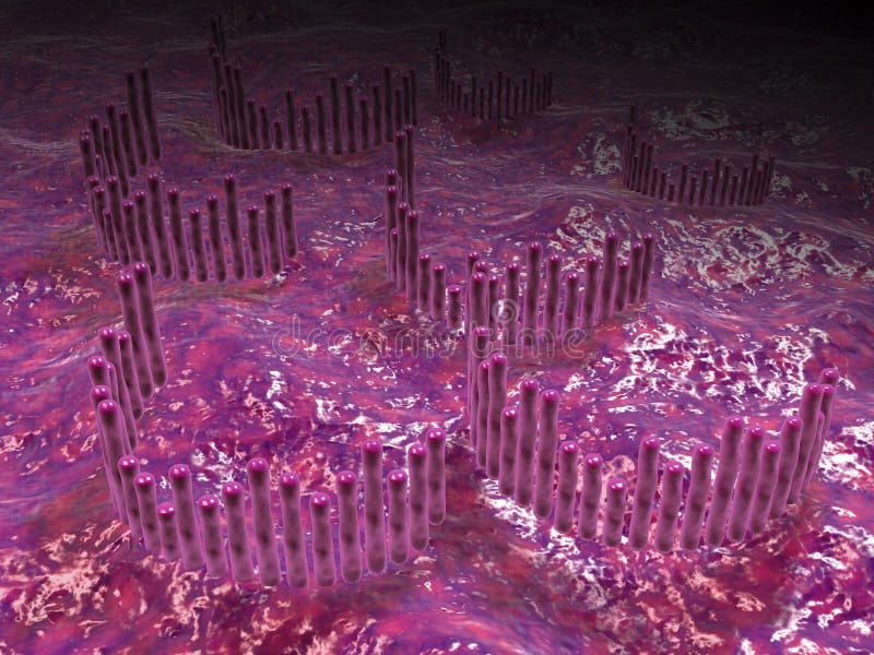 Microscopic View of the Cochlea of the Inner Ear. Stock Illustration ...