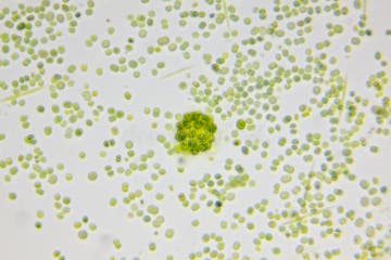 242 Single Cell Algae Stock Photos - Free & Royalty-Free Stock Photos ...