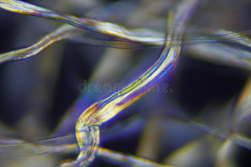 Nylon Fiber Under Microscope