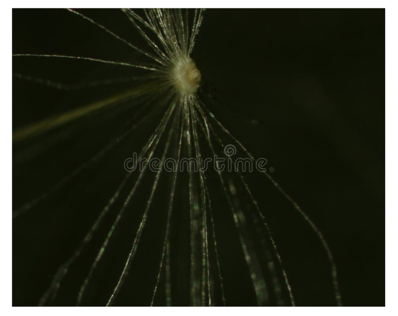 Microscopic Details of Dandelion Stock Photo - Image of structure ...