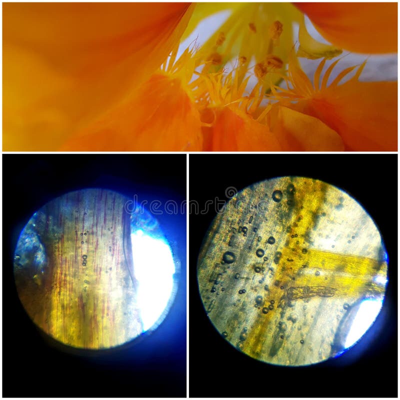 287 Flower Microscopic View Stock Photos - Free & Royalty-Free Stock ...