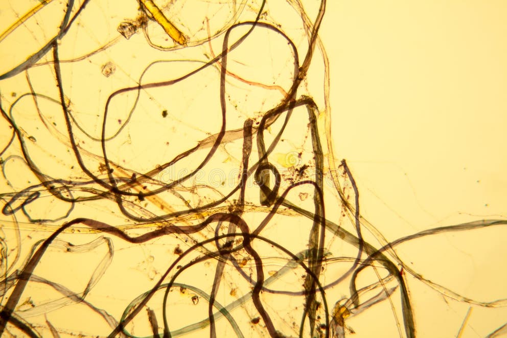 Microscopic view of dust stock photo. Image of background - 111148182