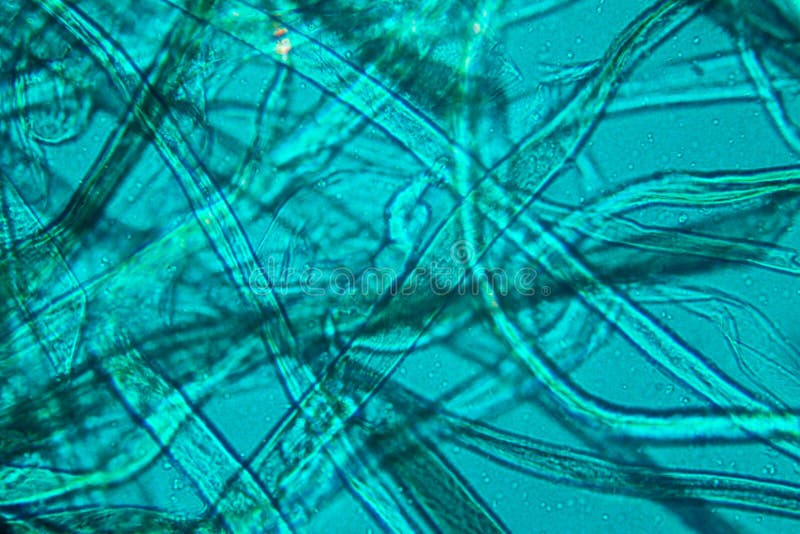 Microscopic view of dust stock image. Image of close - 111147127