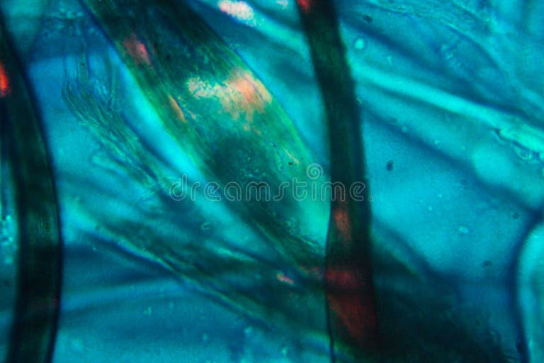 Microscopic view of dust stock image. Image of abstrctt - 111147303