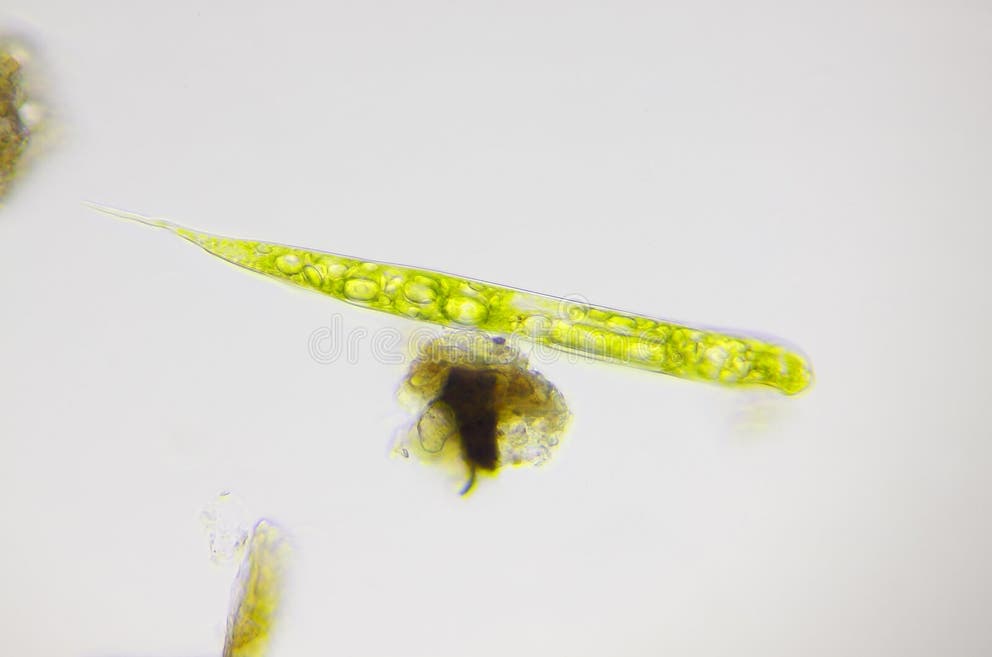 Microscopic View of Euglenoid Lepocinclis Stock Photo - Image of ...