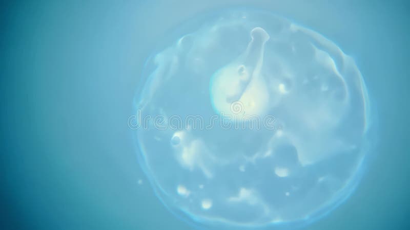 Microscopic View of Fertilized Egg Cell Highlighting Central Zygote ...
