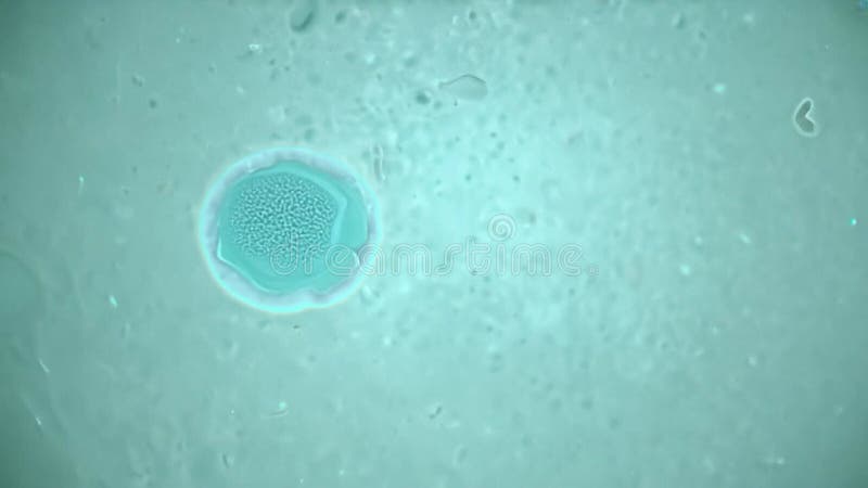 A Microscopic View of a Fertilized Egg Cell, Showing the Intricate ...