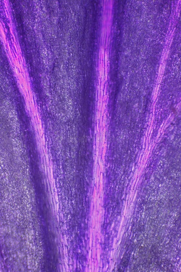 Microscopic View of Flower Petal Stock Photo - Image of science, close ...