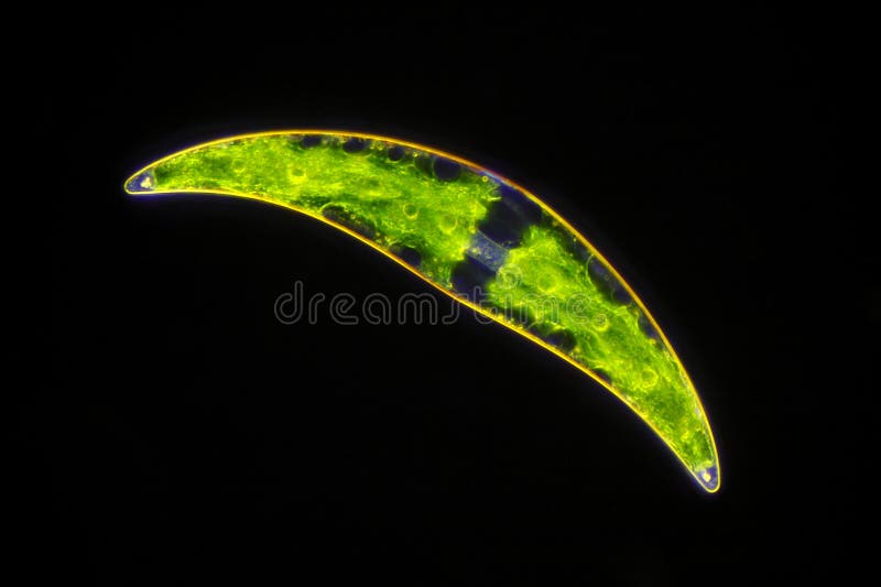 Microscopic View of Freshwater Single-celled Green Algae (Closterium ...