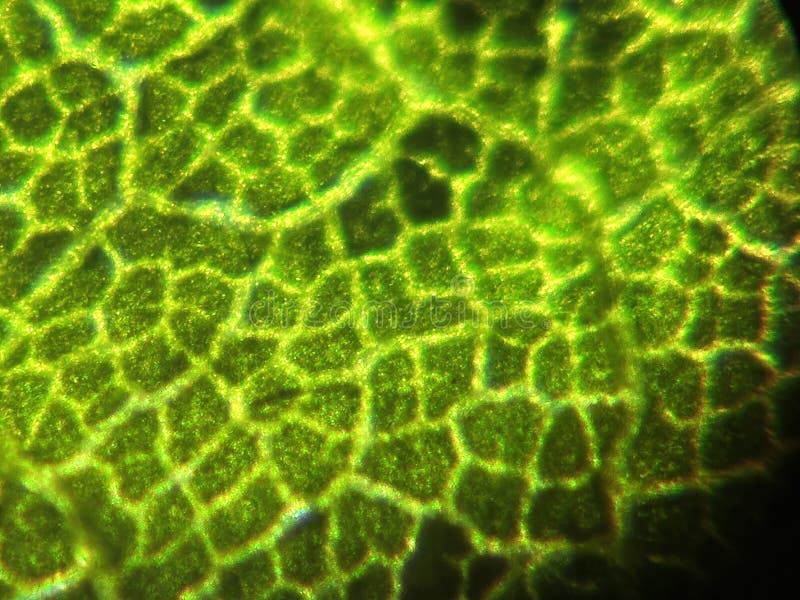 Microscopic View of Green Leaf Cells, Showcasing Their Structure and ...