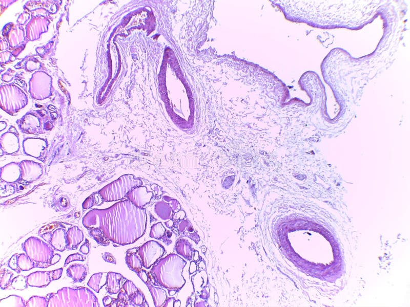 Microscopic View of Human Tissue Under Light Microscope. Stock ...