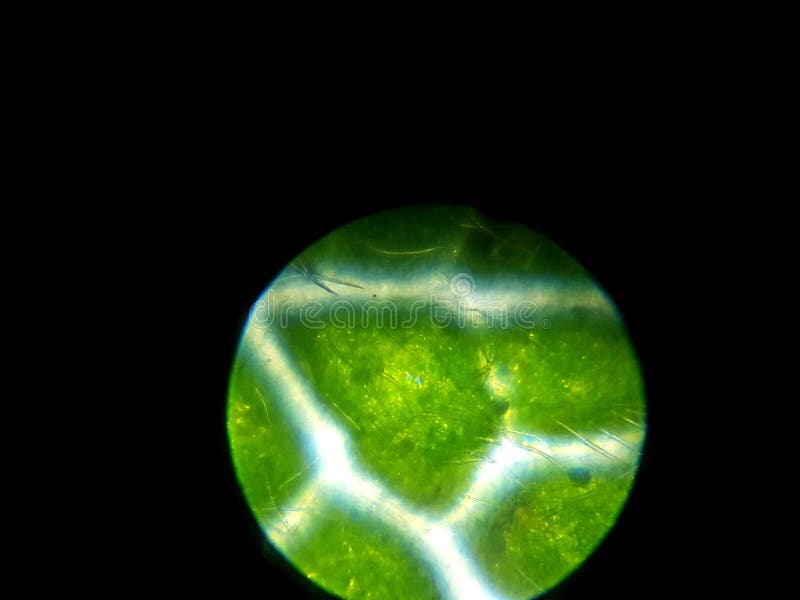 Microscopic view of leaf stock photo. Image of chloroplast - 222325968