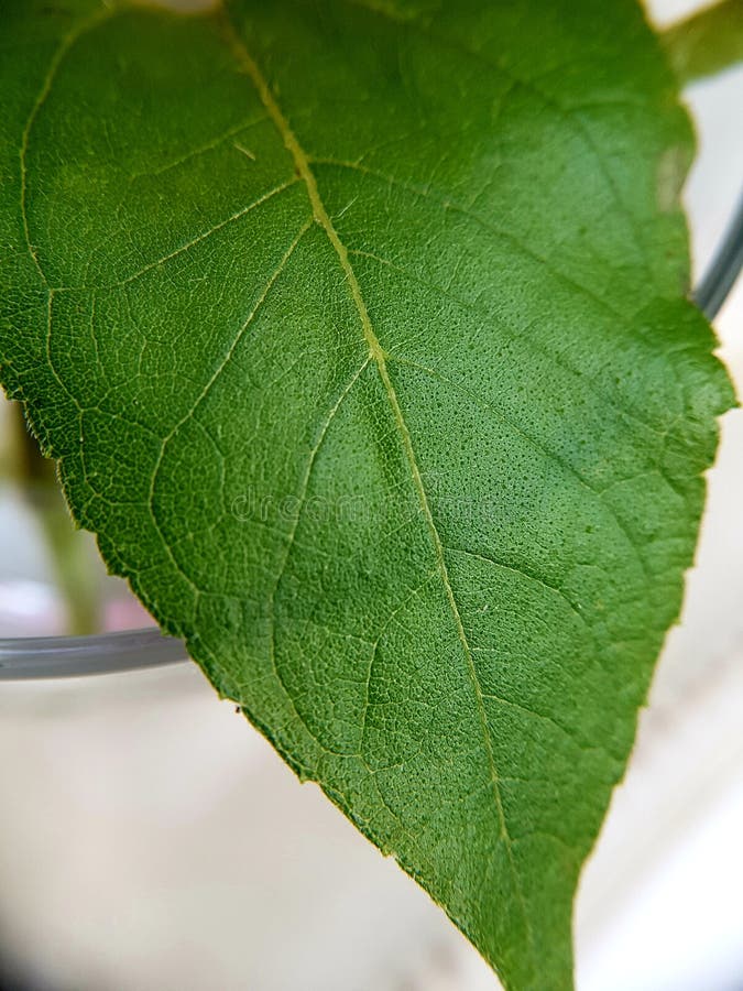 Microscopic view of leaf stock image. Image of chloroplast - 222591947