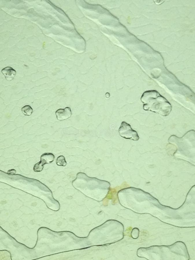 A Microscopic View of the Leaf Surface Stock Photo - Image of green ...