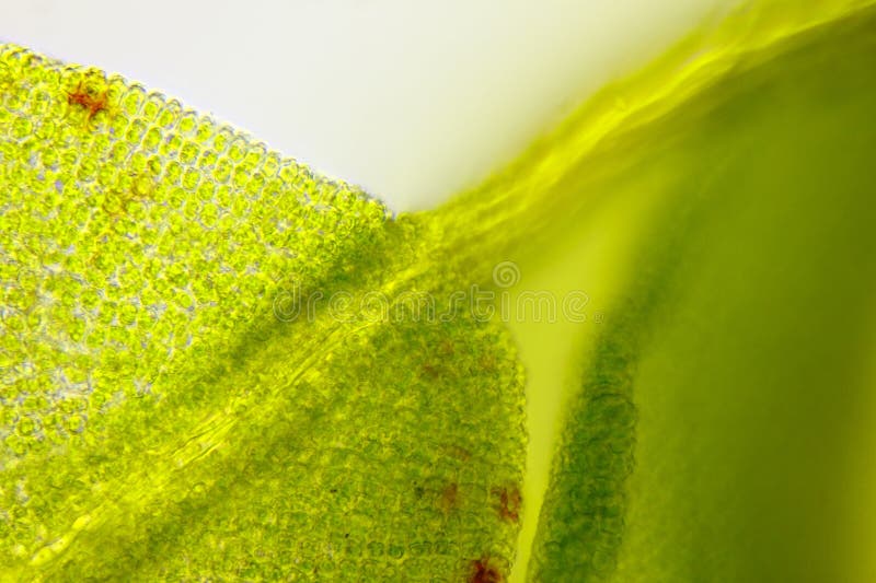 Microscopic View of Moss Leaf Detail Stock Photo - Image of cells ...