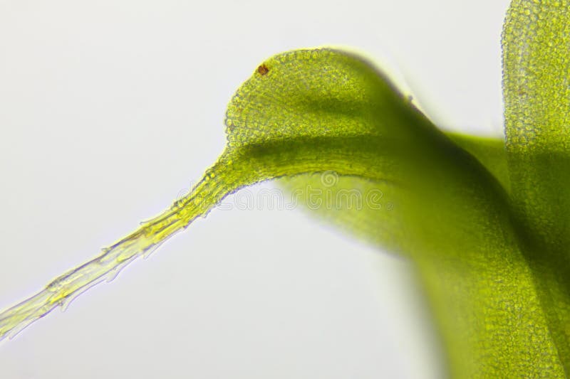 Microscopic View of Moss Leaf Tip Stock Photo - Image of educational ...