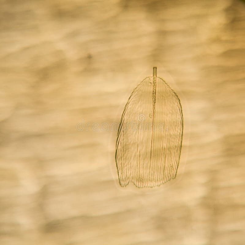 Microscopic View of Moth Wing Stock Photo - Image of light, focus ...