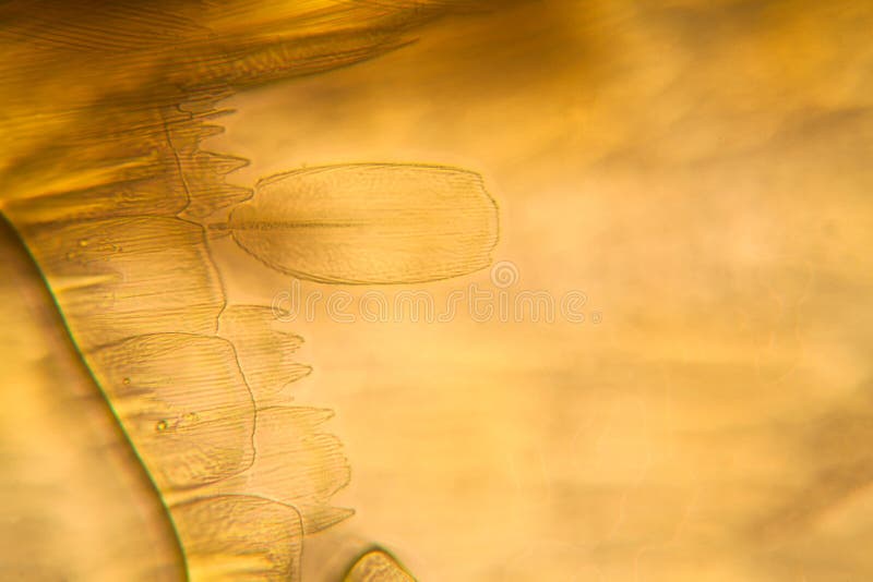 Moth Wing Scale Microscope Stock Photos - Free & Royalty-Free Stock ...