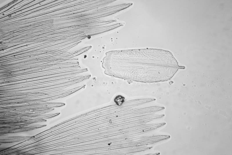 Microscopic View of Moth Wing Stock Image - Image of ornate, nature ...