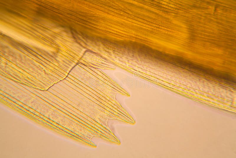 Microscopic View Of Moth Wing Stock Image - Image of beautiful, pattern ...