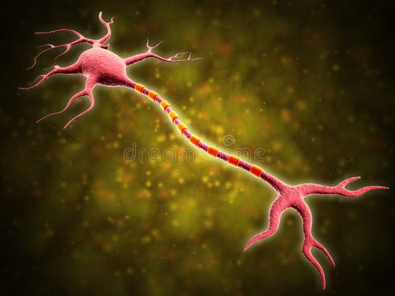 Microscopic View of a Multipolar Neuron. Stock Illustration ...