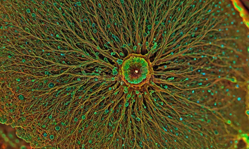 A Microscopic View of a Neuron with Its Intricate Network of Dendrites ...