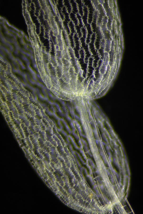 Microscopic View of Peat Moss (Sphagnum) Detail Stock Image - Image of ...