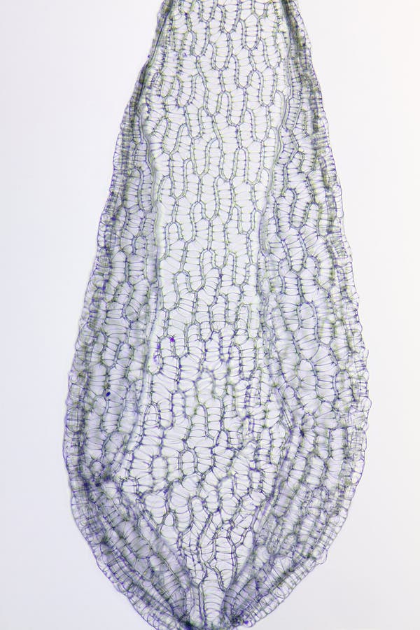 Microscopic View of Peat Moss (Sphagnum) Leaf Stock Image - Image of ...