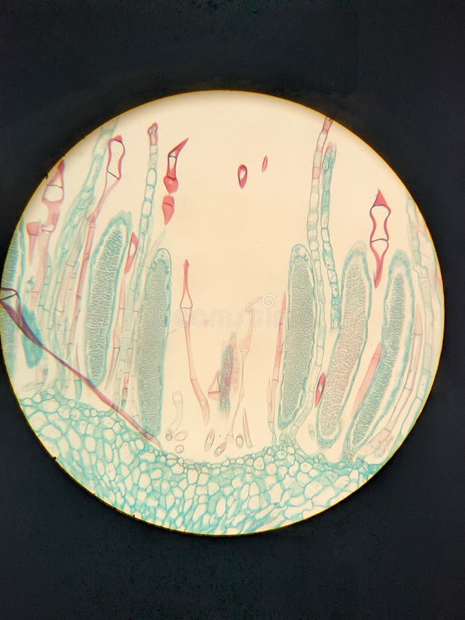 Microscopic Cross Section Plant Tissue Showing Cells Stock Photos ...