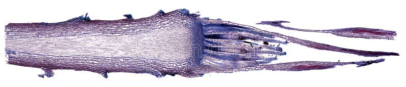 354 Structure Beet Root Under Microscope Stock Photos - Free & Royalty ...